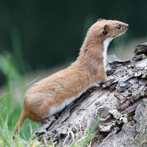 חמוס - בית החיות - הקמת פינות חי